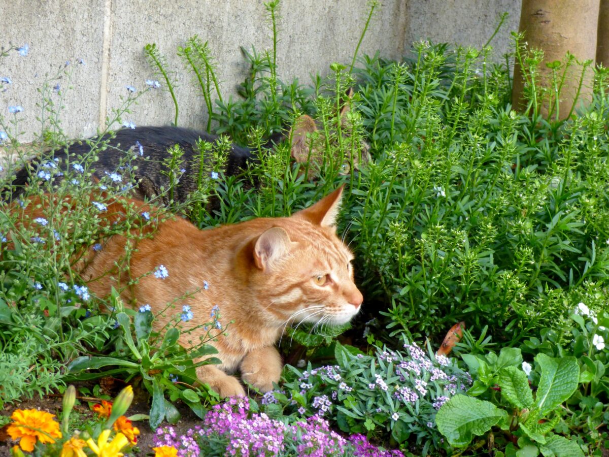 花好きは要注意！猫にとってダメな花がある – DEAR PET